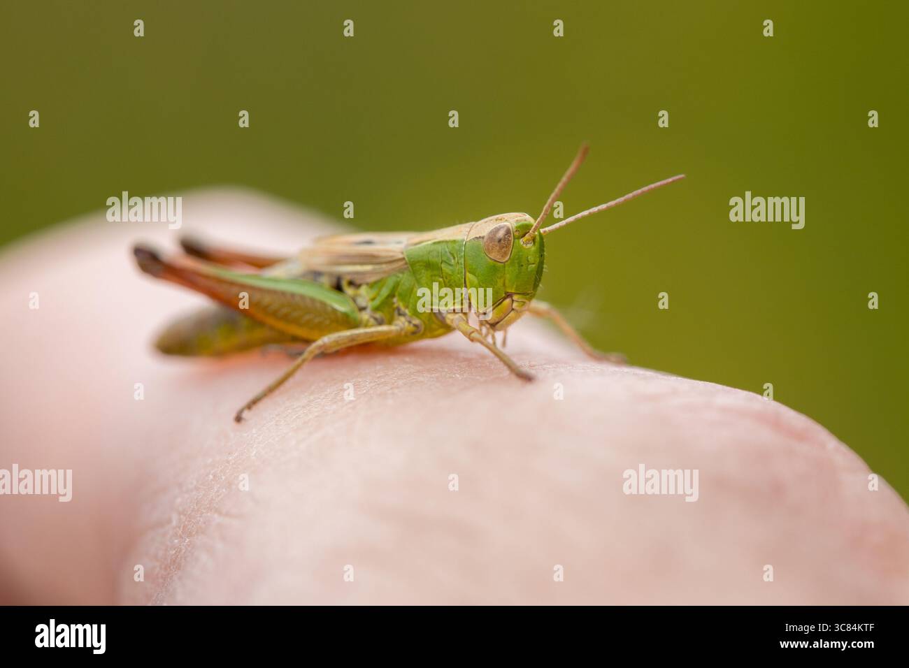 Grasshopper on indexfinger hi-res stock photography and images - Alamy