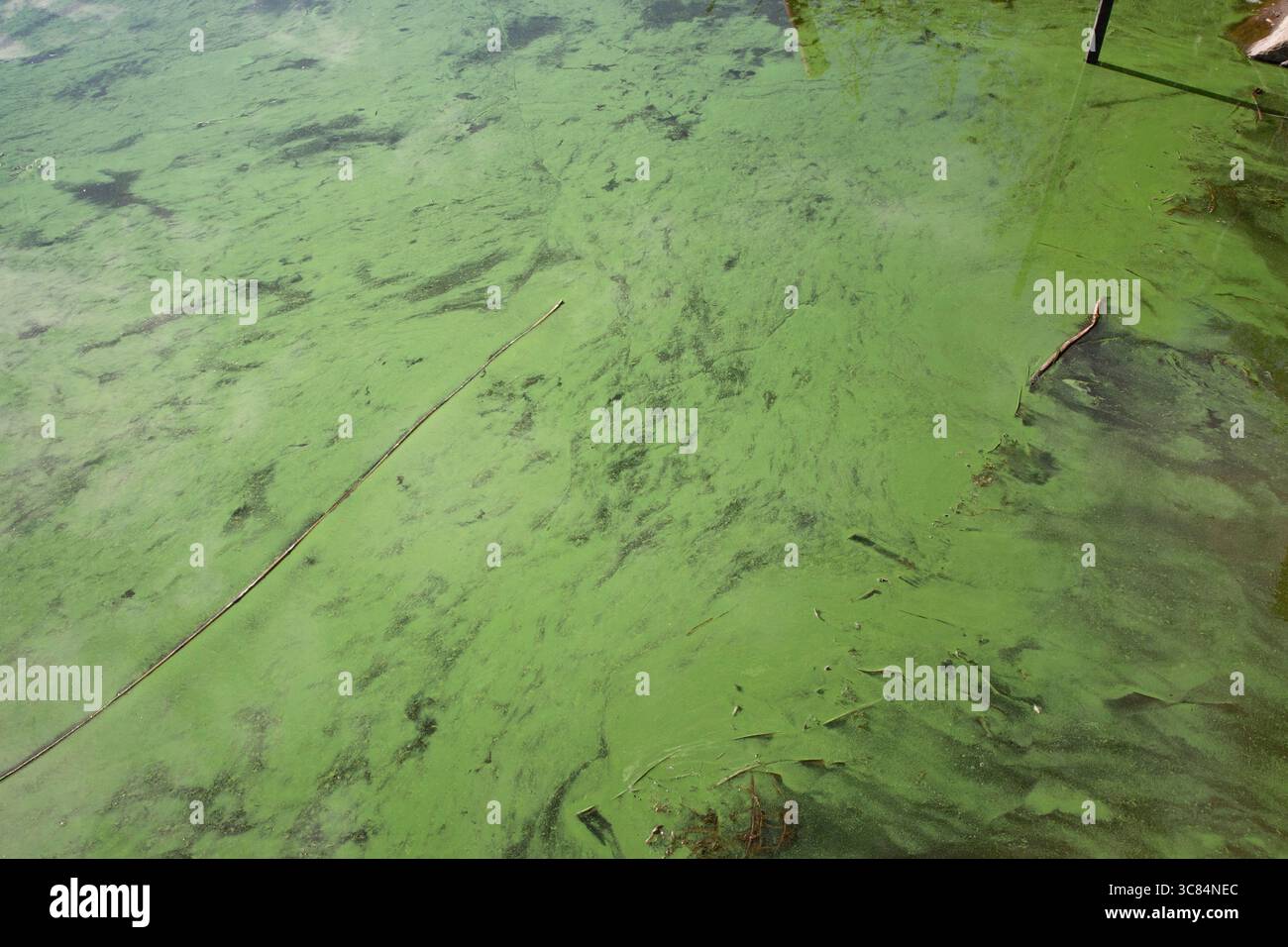Stagnant water covered with green algae bloom and branches ...