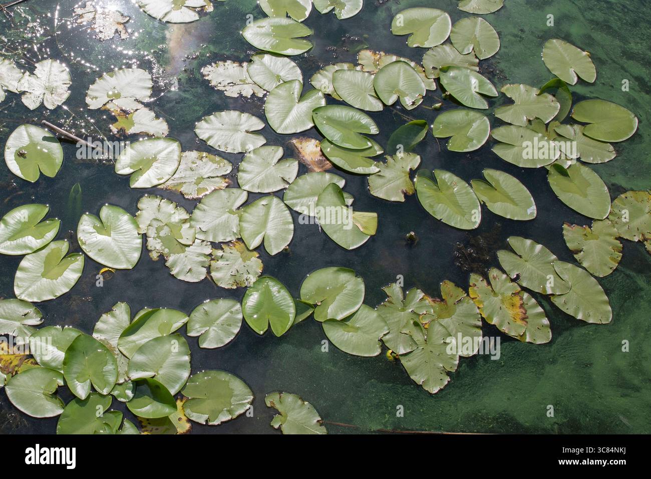 Stagnant pond covered with green algae bloom, water lilies, and aquatic ...