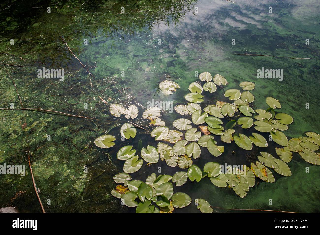 Stagnant pond covered with green algae bloom, water lilies, and aquatic ...