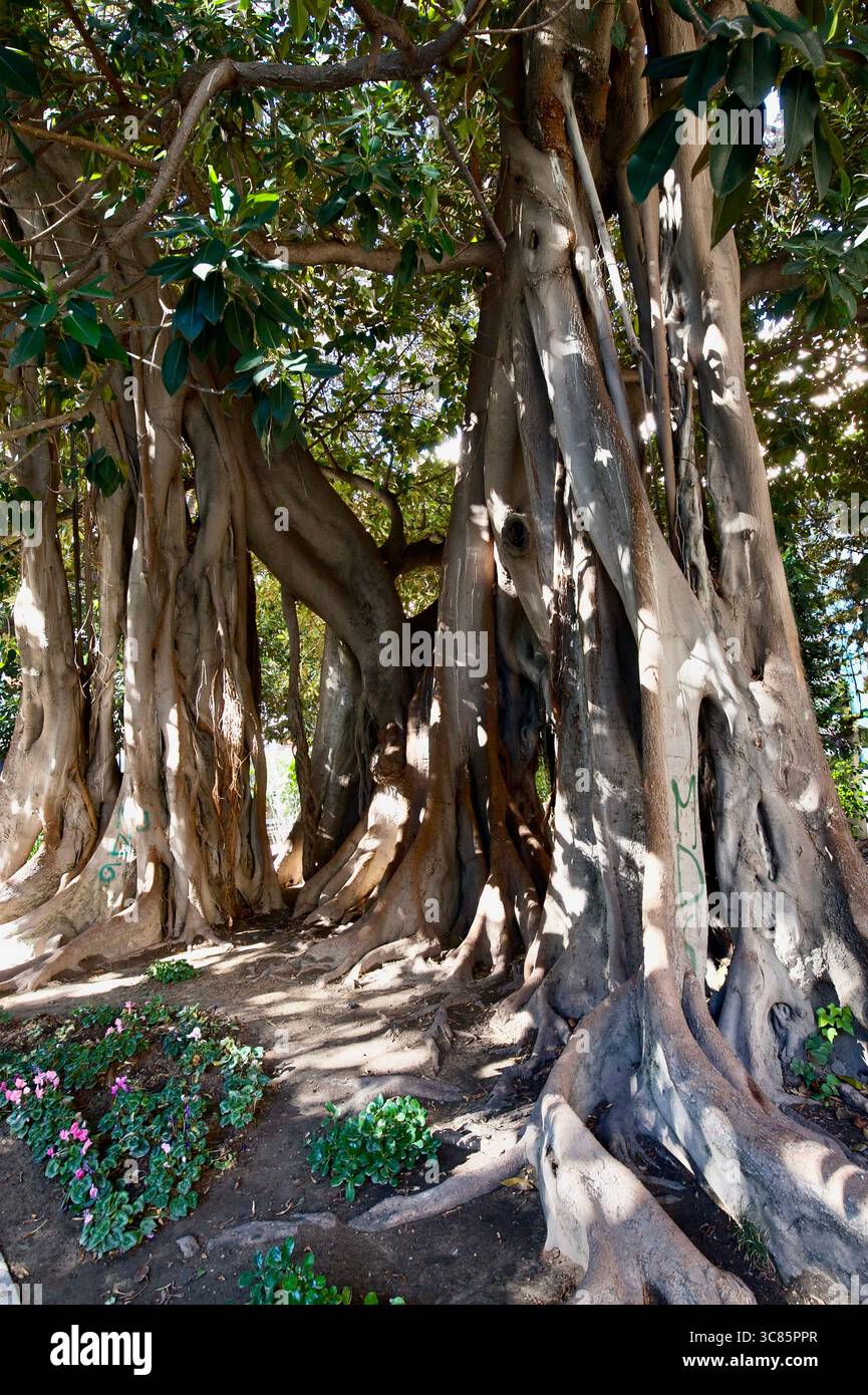Large Ficus Macrophylla in Plaza Gabriel Miro, Alicante Stock Photo - Alamy