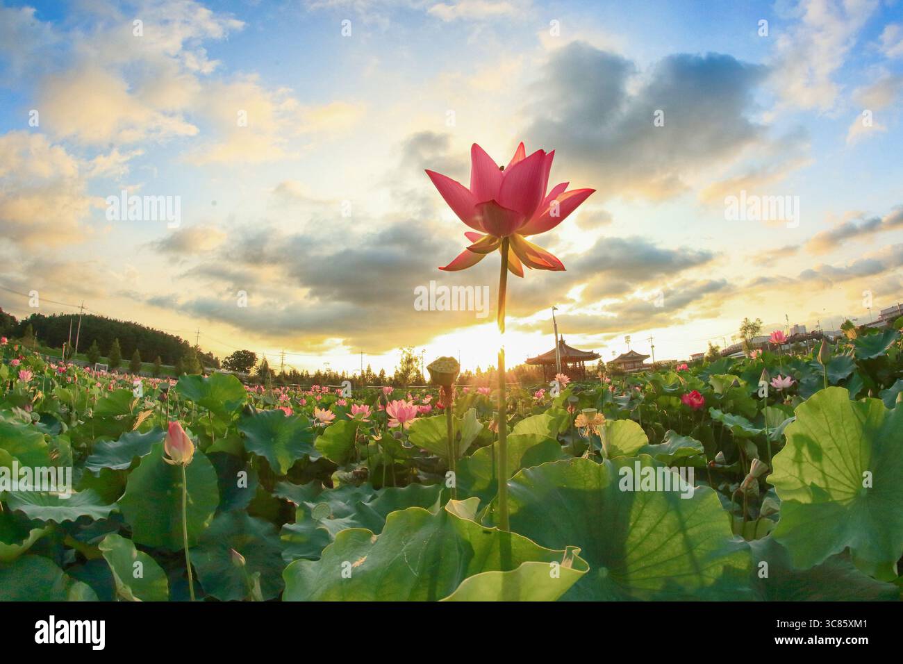 The Lotus Landscape of Haman Lotus Theme Park located in Haman-gun ...