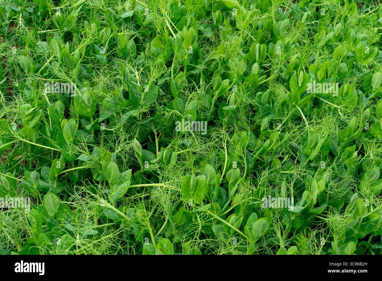 Lush green pea plants thrive hi-res stock photography and images - Alamy