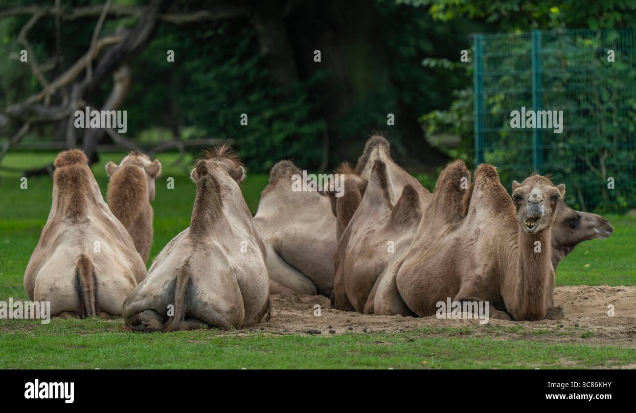 Trampeltiere Camelus ferus im Tierpark Berlin-Friedrichsfelde ...
