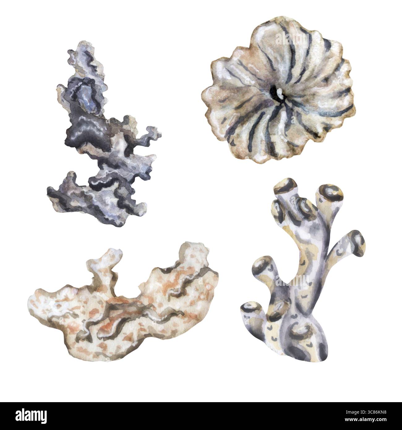 Coral reef set in hi-res stock photography and images - Alamy