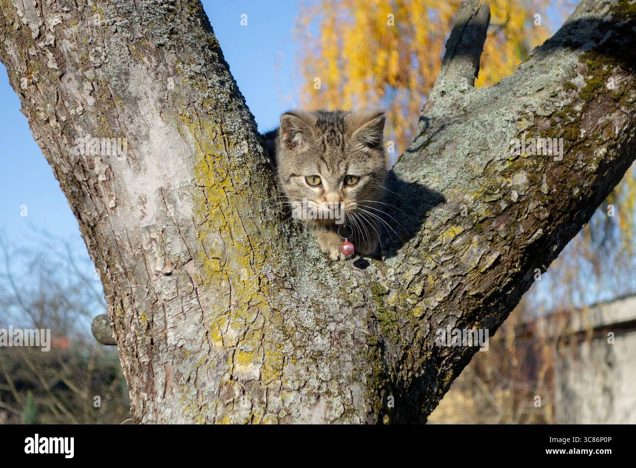 Domestic short-haired kitten breed frightened stuck in tree inautumn ...