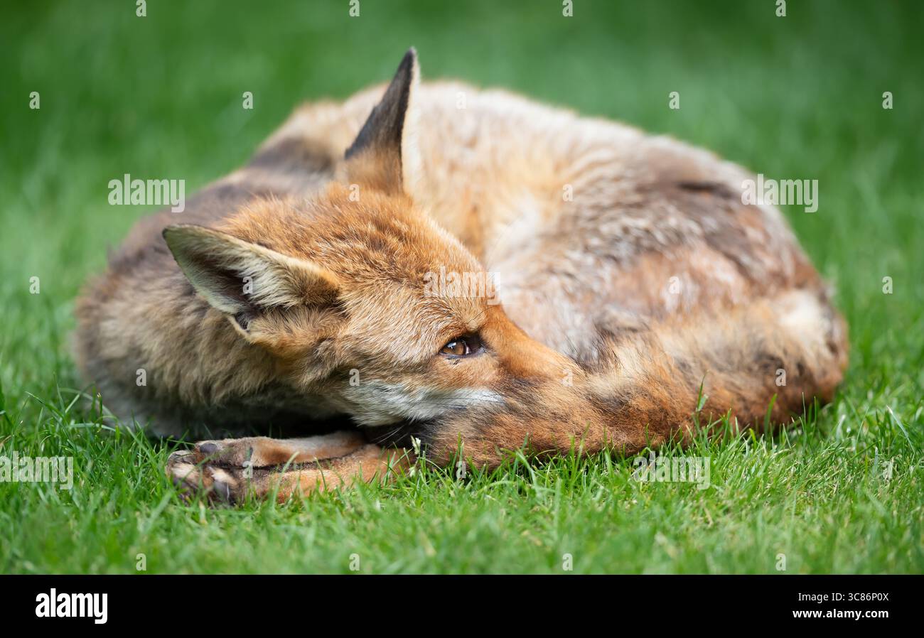 Portrait of a red fox lying curled up with its eyes open and tail wrapped around its face, UK ...