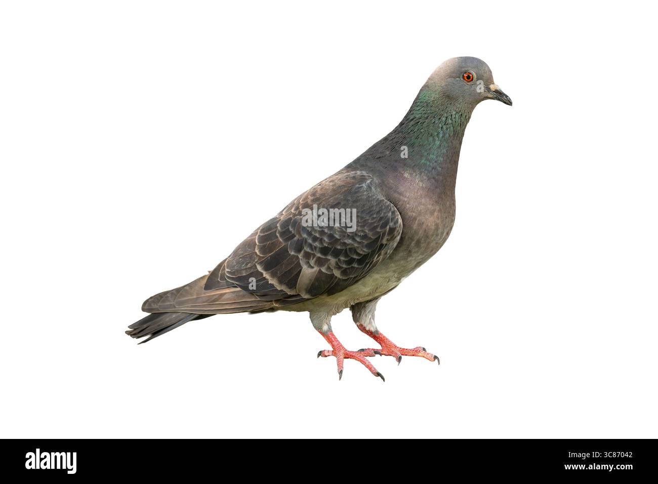 Feet close up soft Cut Out Stock Images & Pictures - Alamy