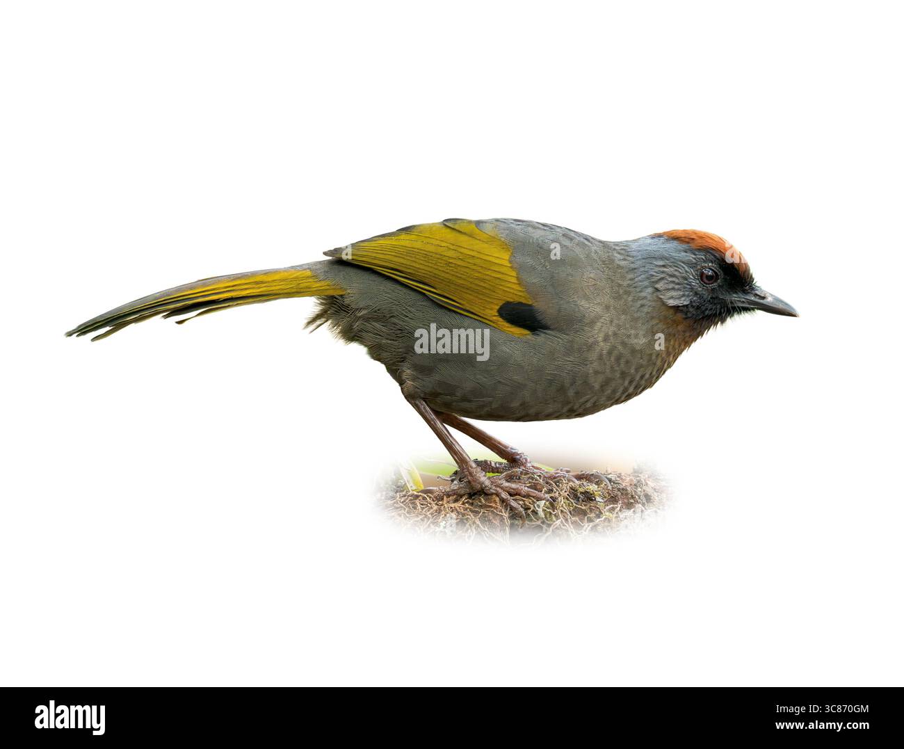 Beautiful silver eared laughingthrush hi-res stock photography and images - Alamy