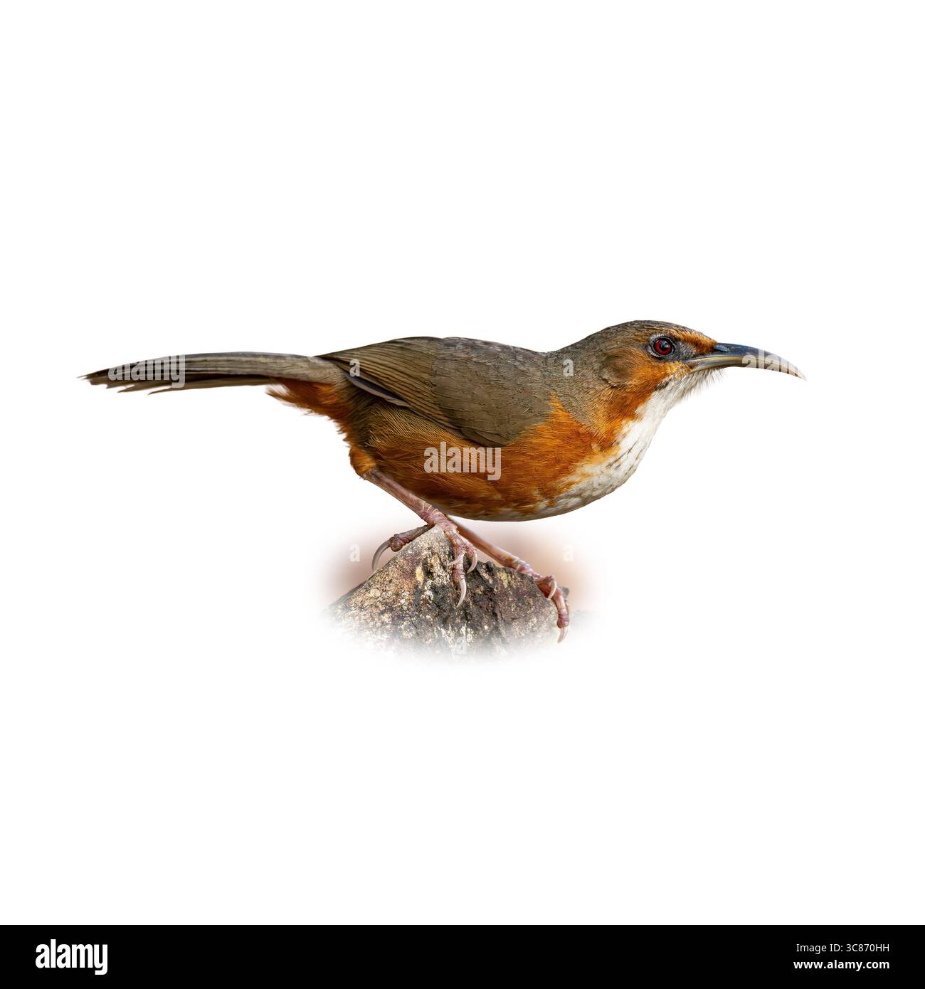 Brown woodland bird on Cut Out Stock Images & Pictures - Alamy
