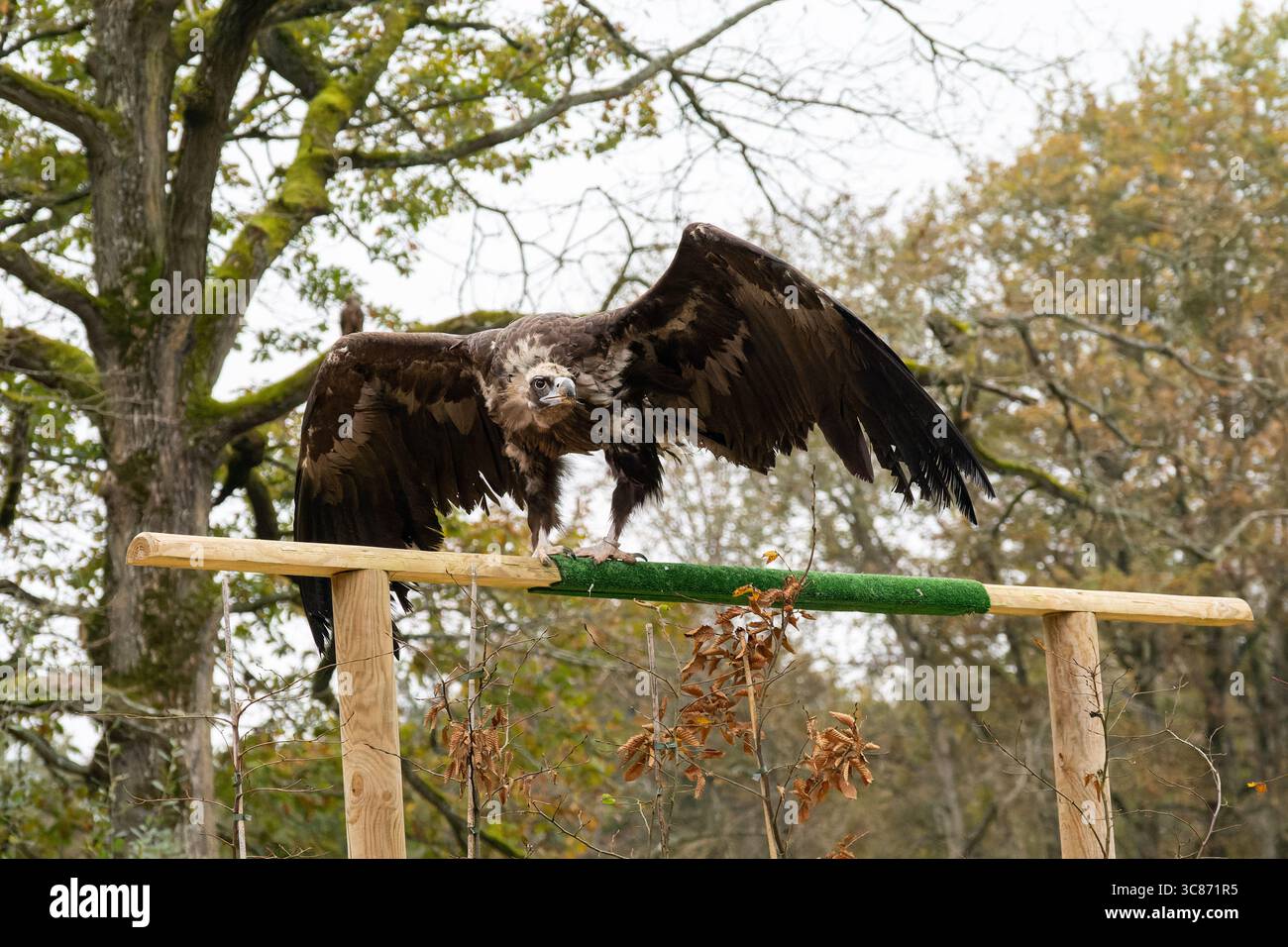 Europes largest raptor hi-res stock photography and images - Alamy