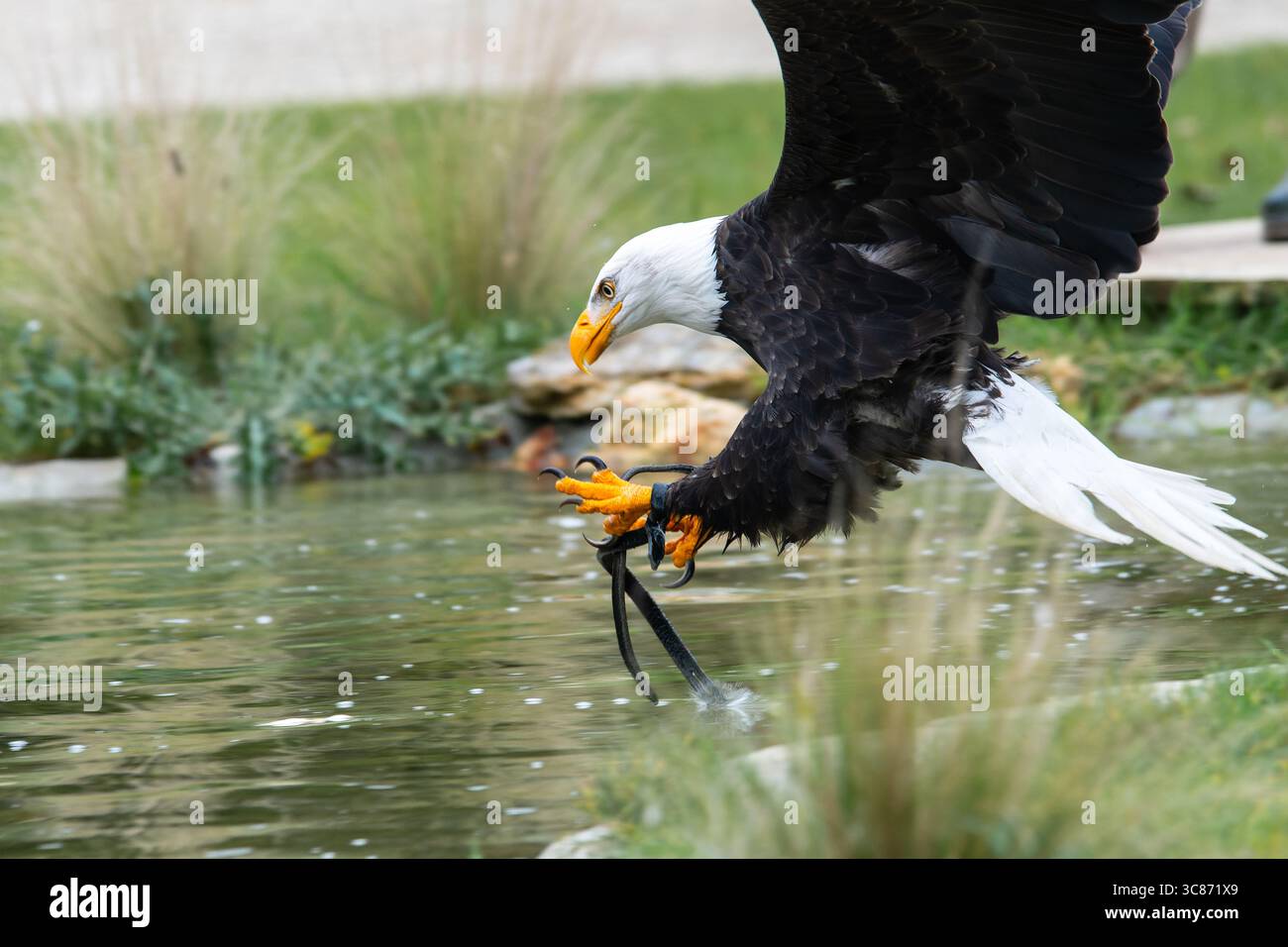 Bald eagle flying sequence hi-res stock photography and images - Alamy