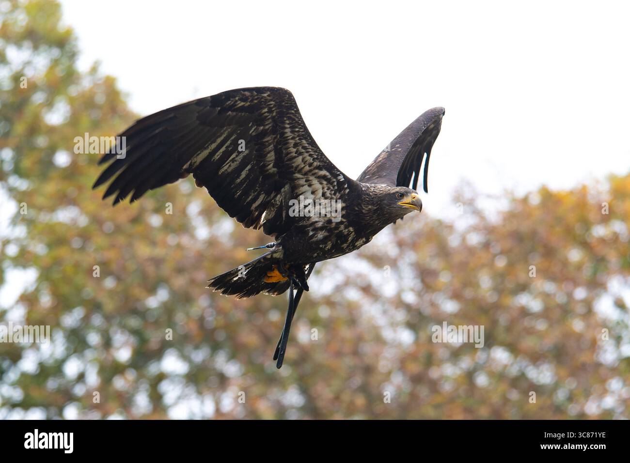 Eagle wide open wings hi-res stock photography and images - Alamy