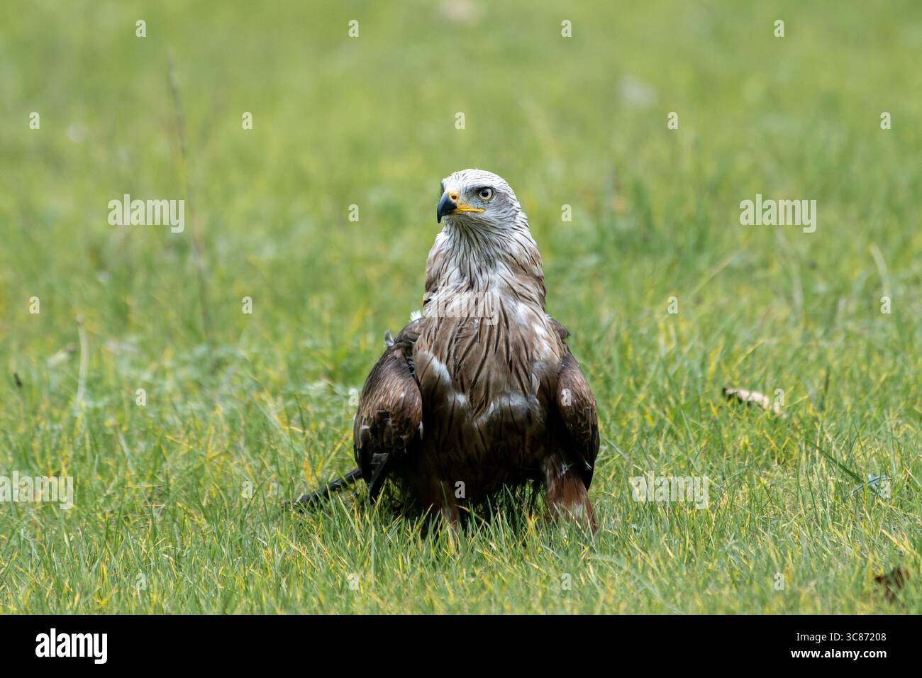 A Black Kite (Milvus migrans) seen standing on the grass with its wings ...