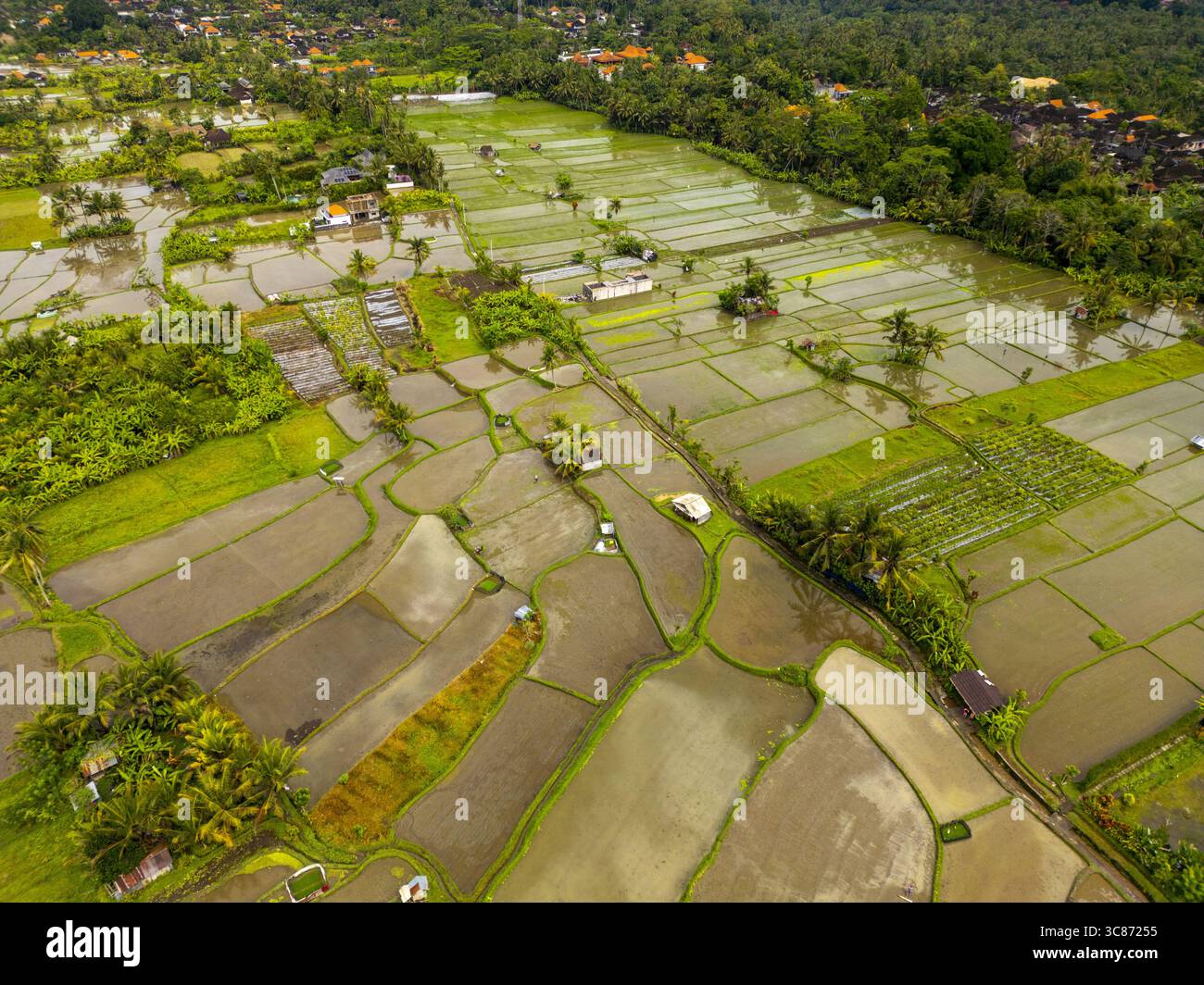 Aerial view of rice paddies reflecting the sky, interspersed with lush ...