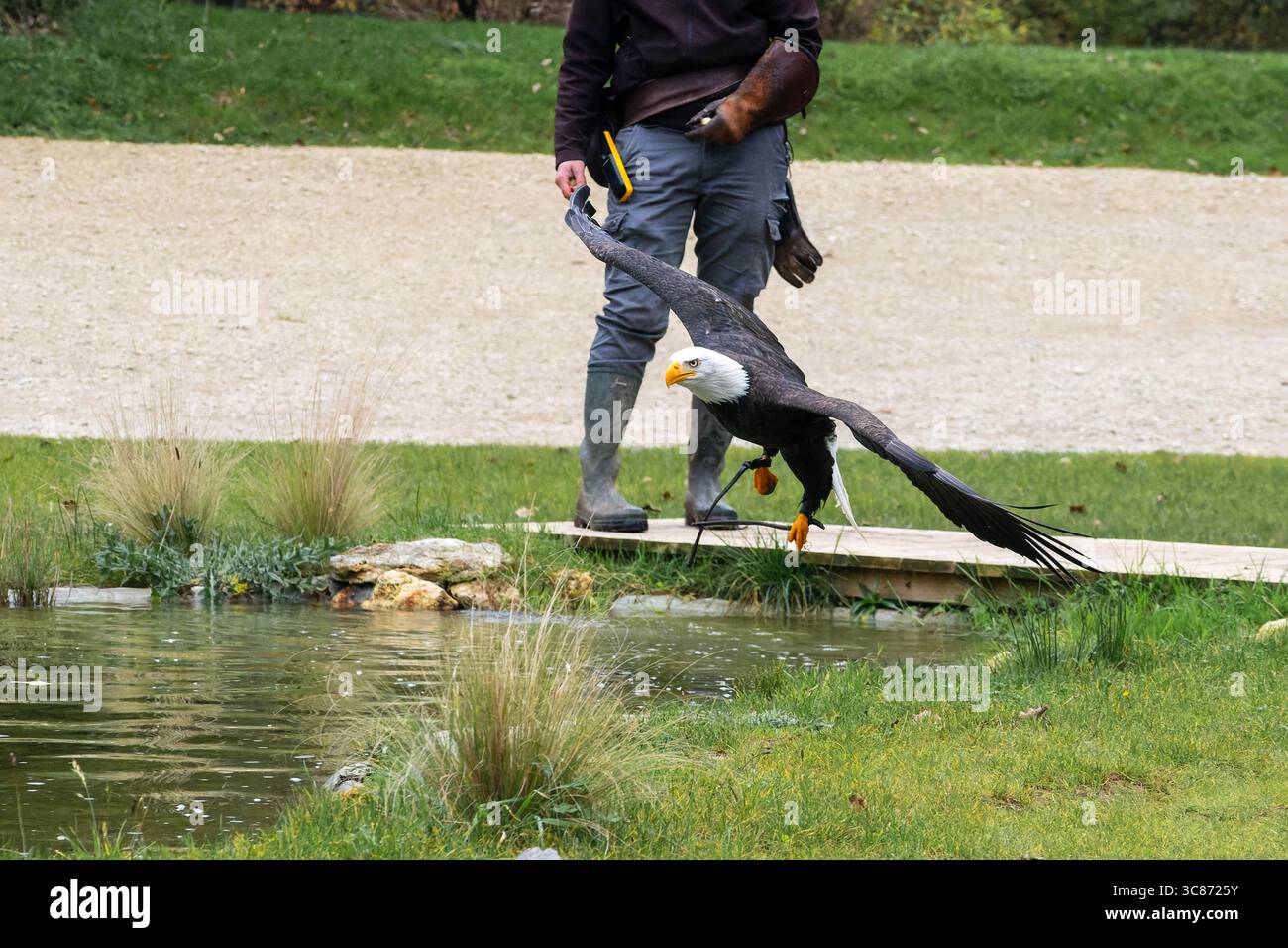 Bald eagle flying sequence hi-res stock photography and images - Alamy