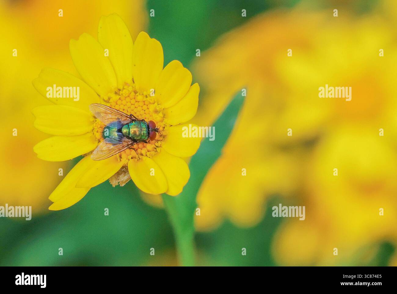 Moira Demesne, Moira, County Down, Northern Ireland, UK. 03 Aug 2025 ...