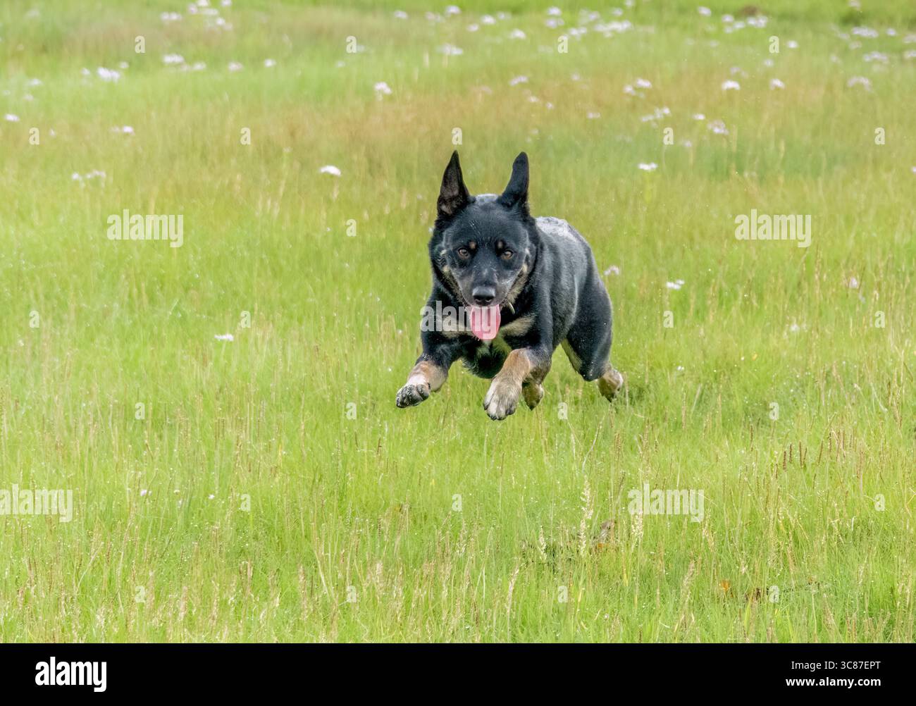 Pet Australian Kelpie cattle dog running through the long grass and ...