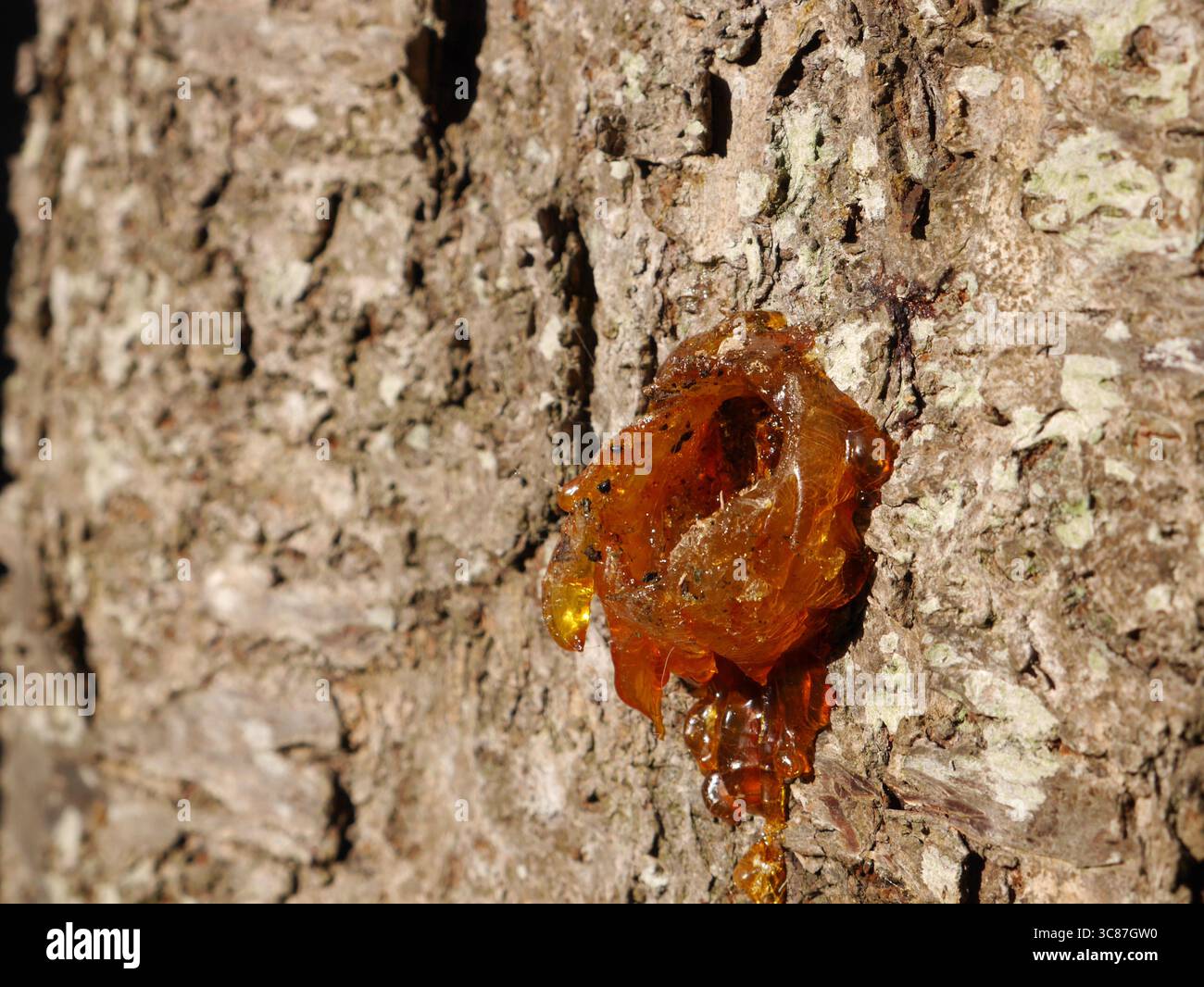 Tree sap, Gummosis, oozing from the Bark of a tree Stock Photo - Alamy