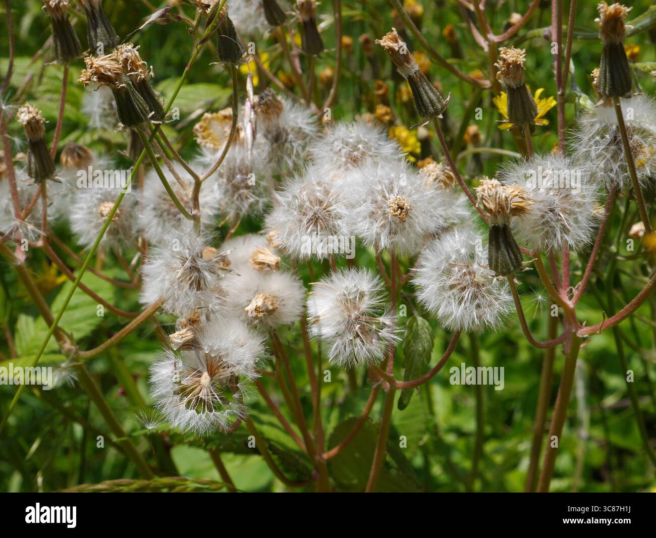 Seed dispersal captured in detail as the mature Taraxacum officinale ...