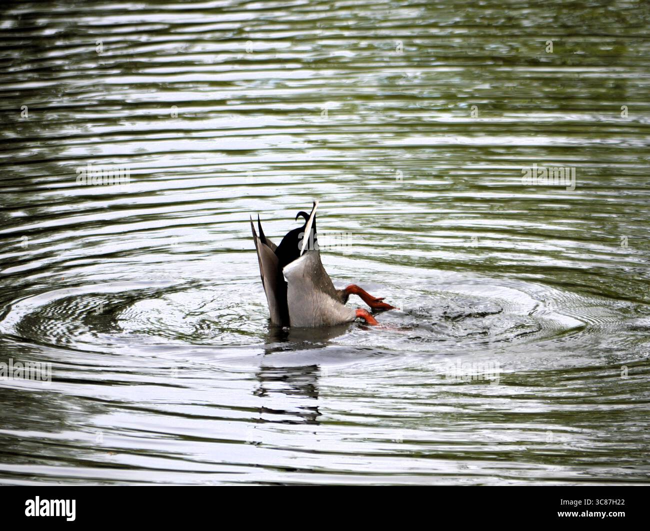 A Mallard duck dives headfirst into the water, showcasing its ...