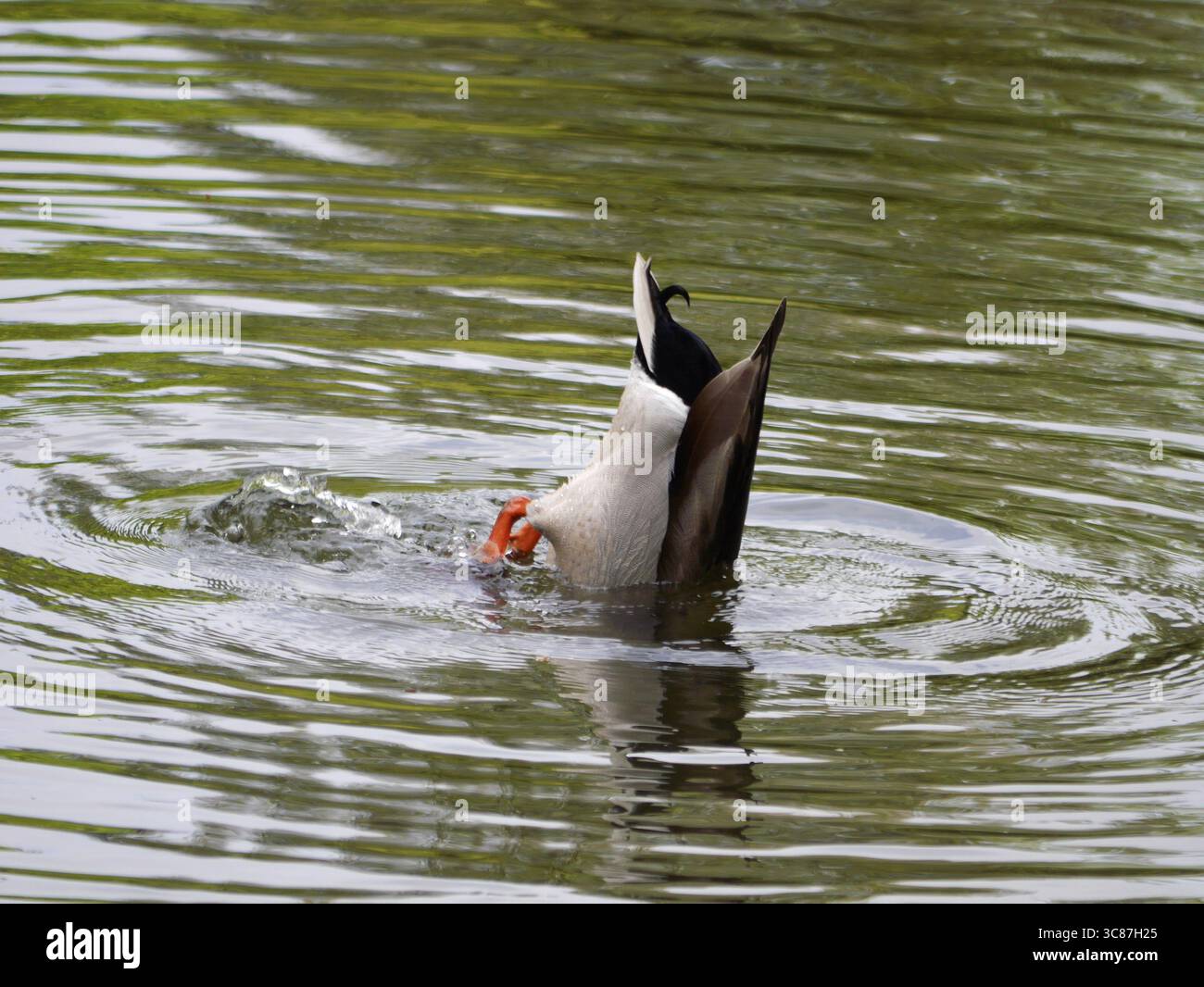 A Mallard duck dives headfirst into the water, showcasing its ...