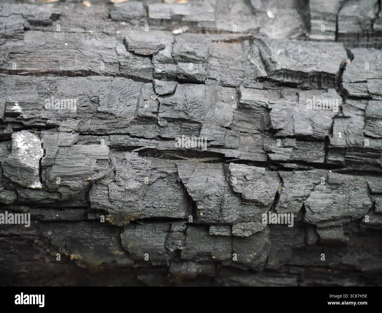Charred log grain hi-res stock photography and images - Alamy