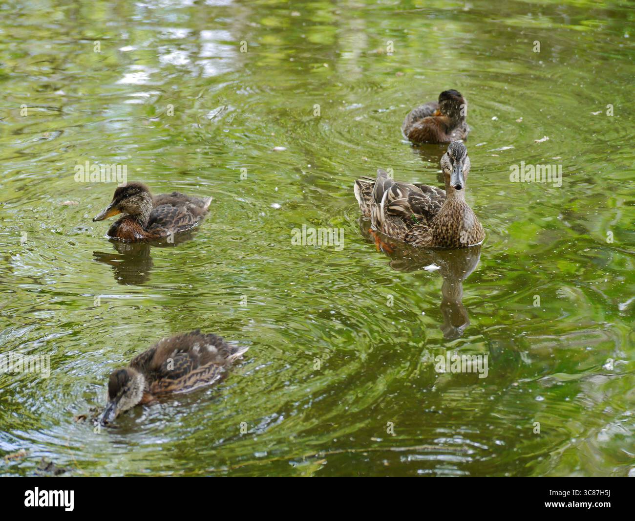 Flock wild ducks swims across hi-res stock photography and images - Alamy