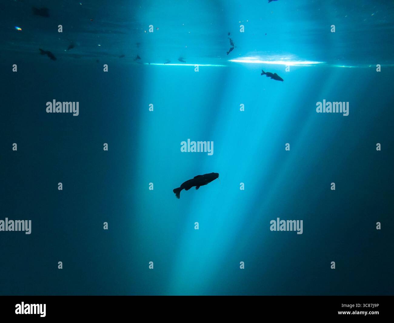 Cenote hi-res stock photography and images - Alamy