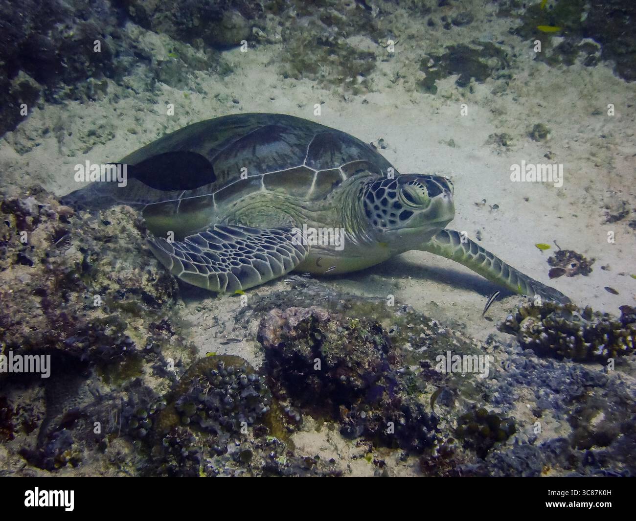 Sea turtle sleeping hi-res stock photography and images - Alamy