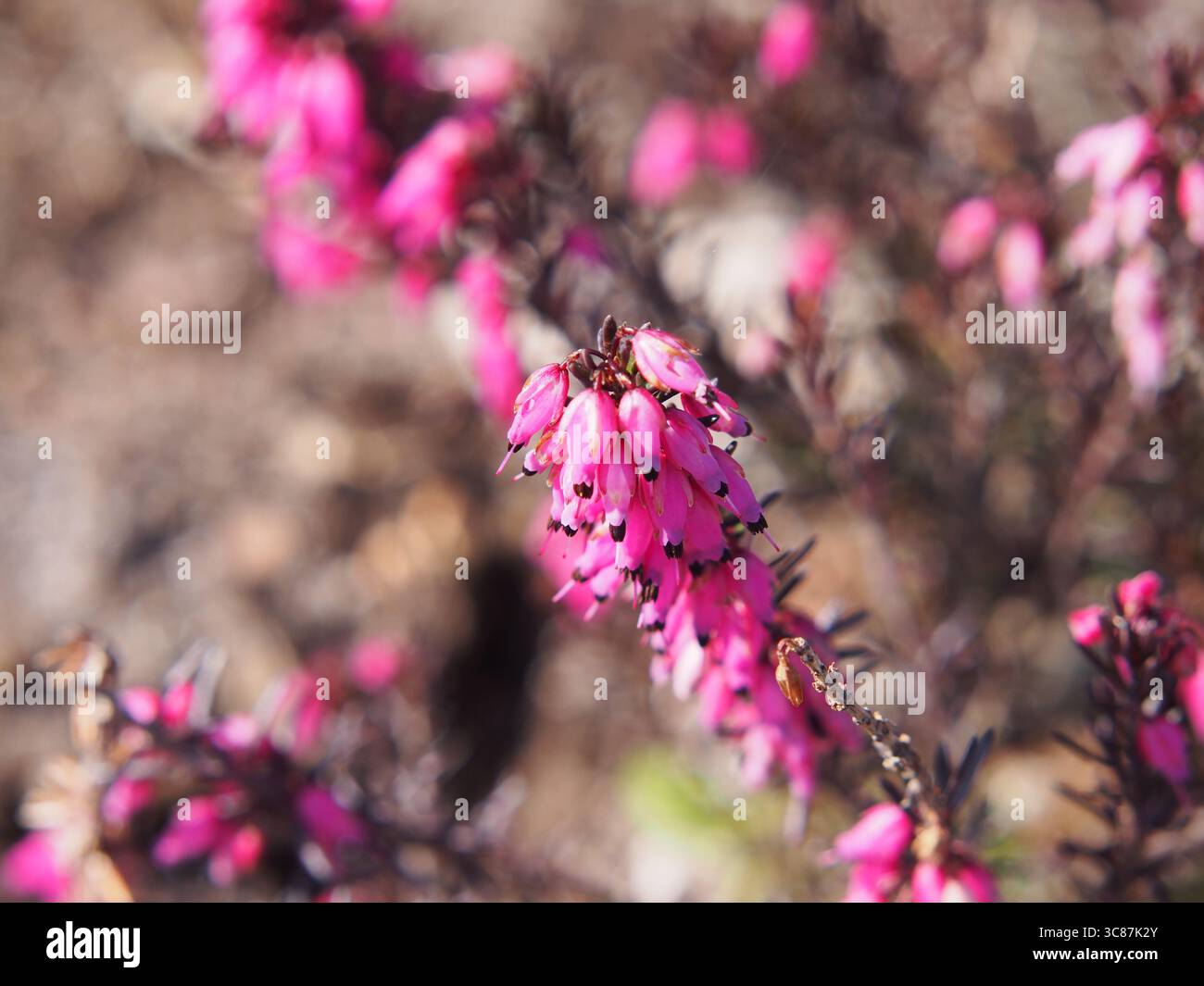 Pink spring flowers of Erica carnea in soft sunlight. Close-up of ...