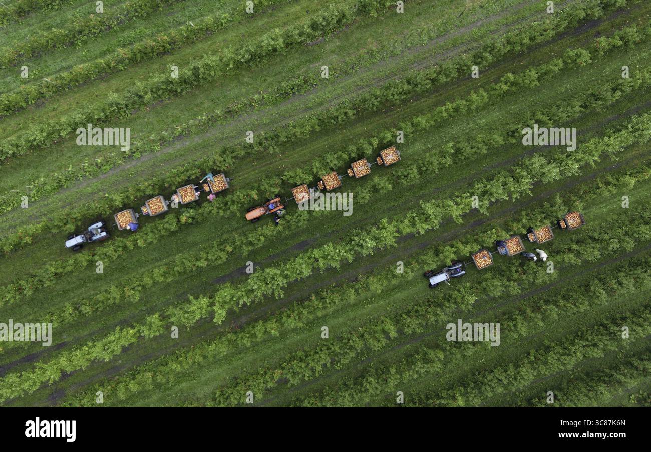 Aerial view of tractors and trailers moving along green rows of crops ...