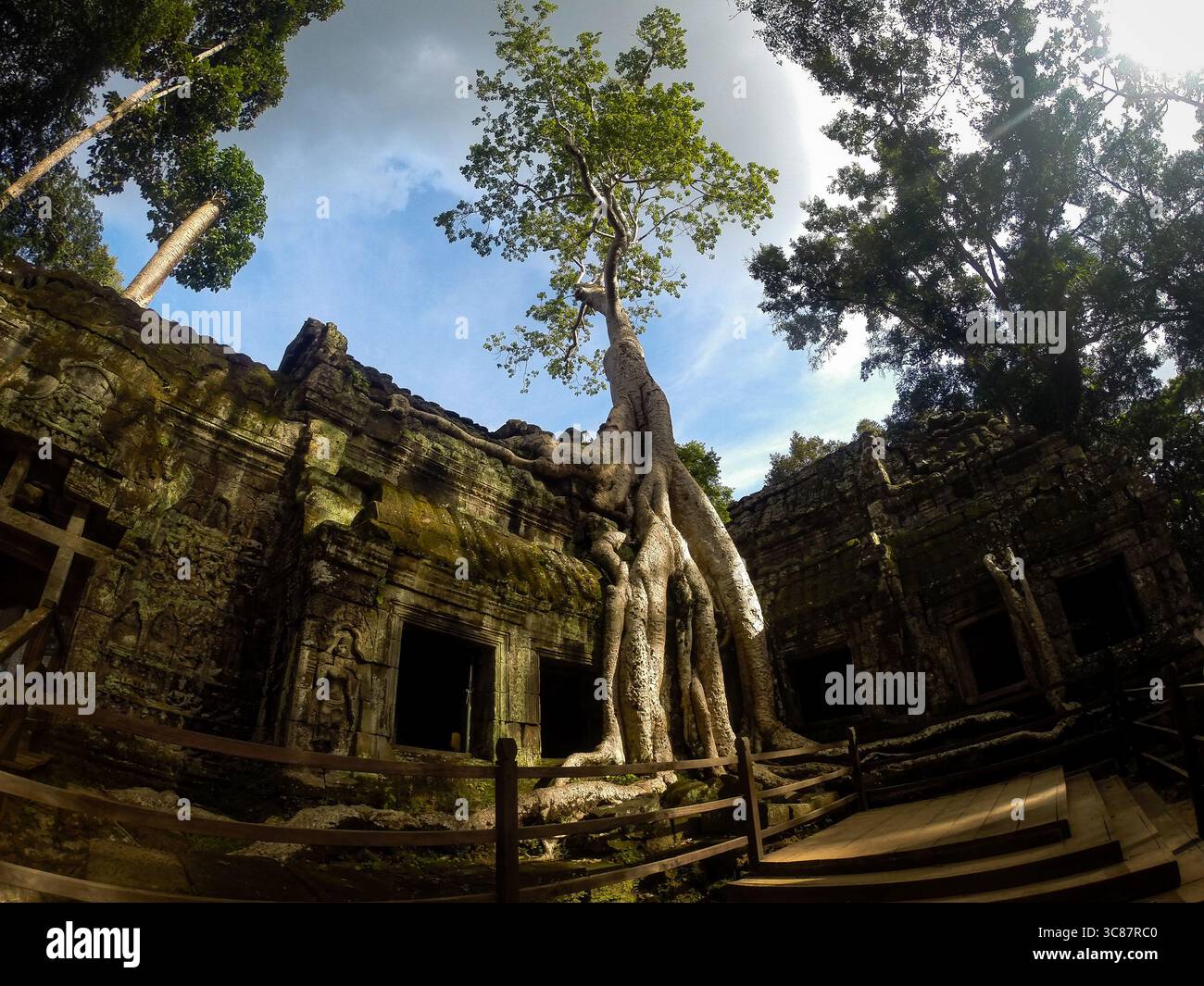 angkor wat, overgrown temple, cambodia Stock Photo - Alamy