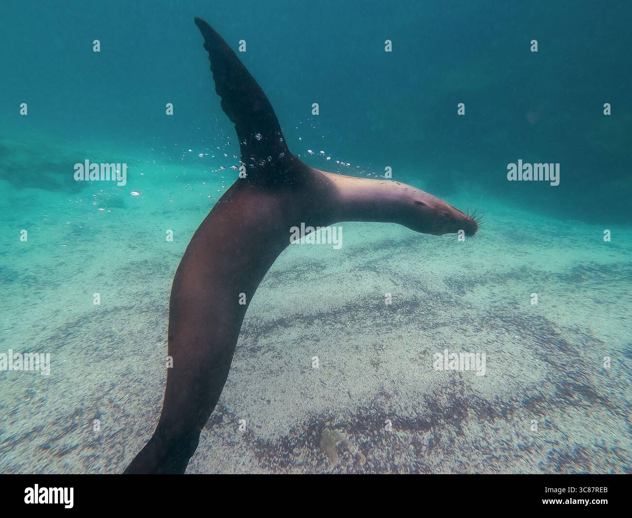 diving with seals, galapagos islands, ecuador Stock Photo - Alamy