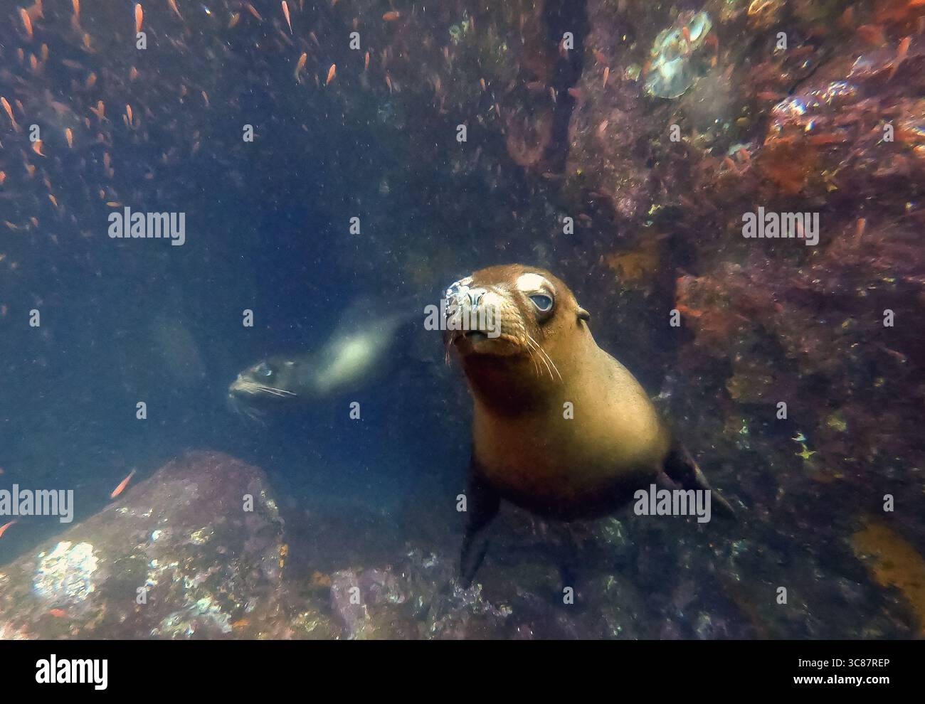 Galápagos islands, ecuador diving hi-res stock photography and images ...