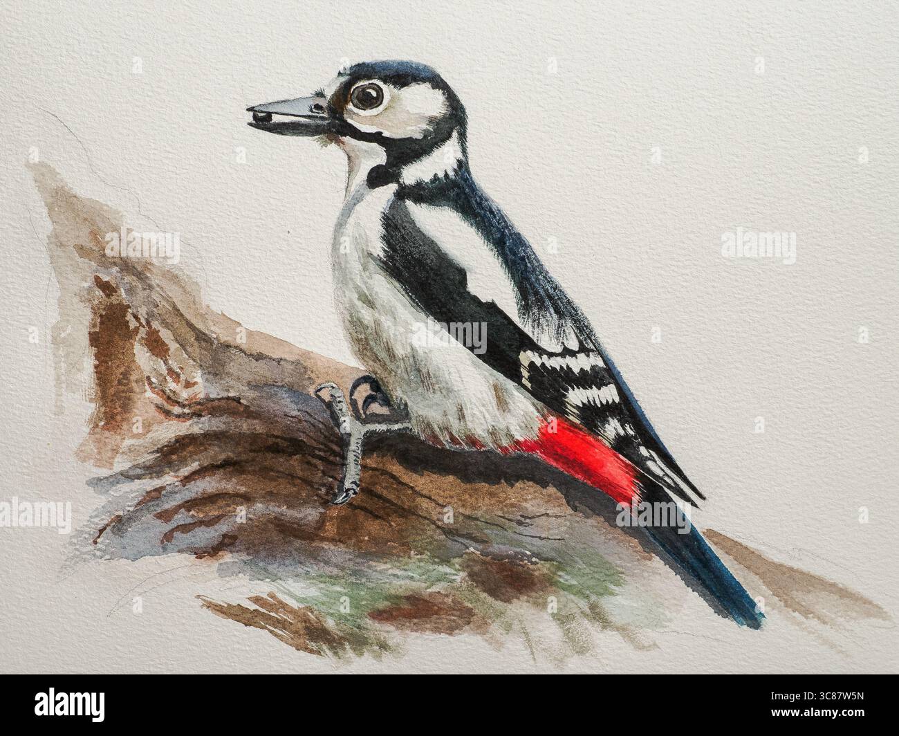 Step-by-step drawing of woodpecker bird with watercolor. Step four of ...