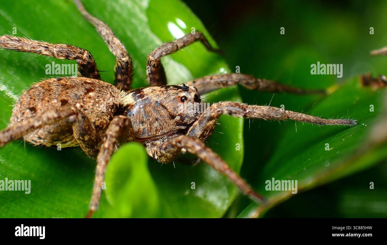 Huntsman nocturnal macro hi-res stock photography and images - Alamy