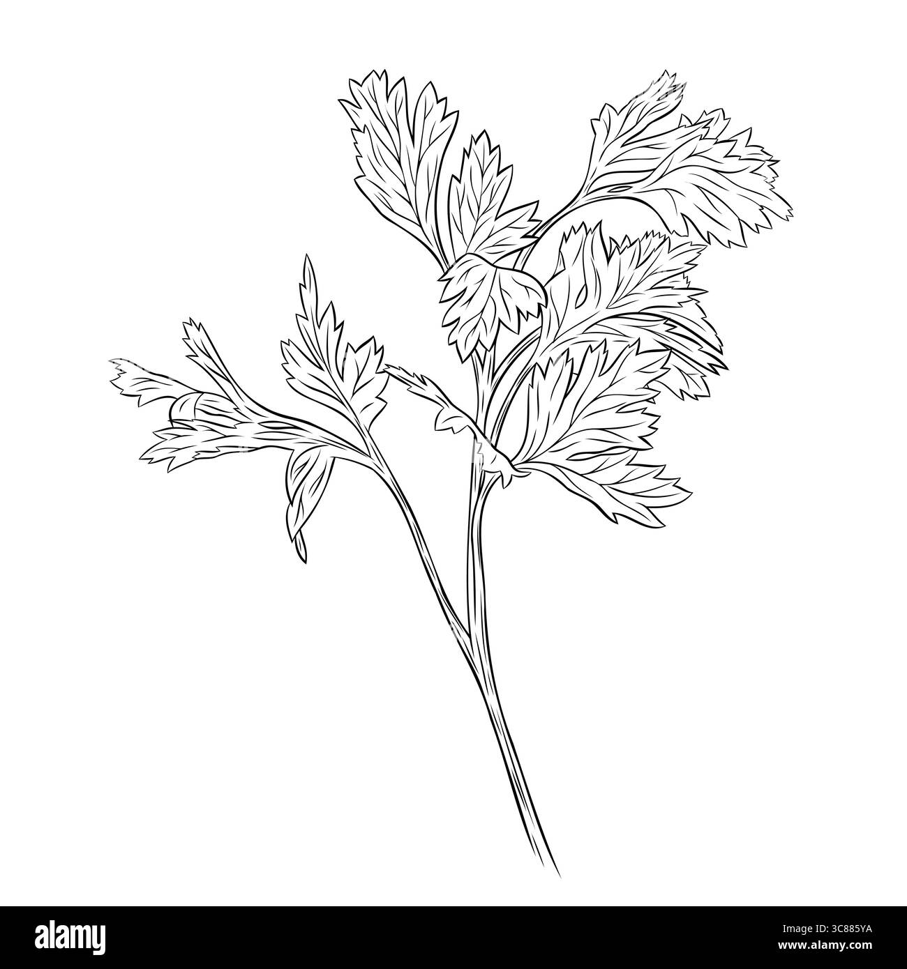 Monochrome botanical fragrant herb drawing of parsley plant isolated on ...