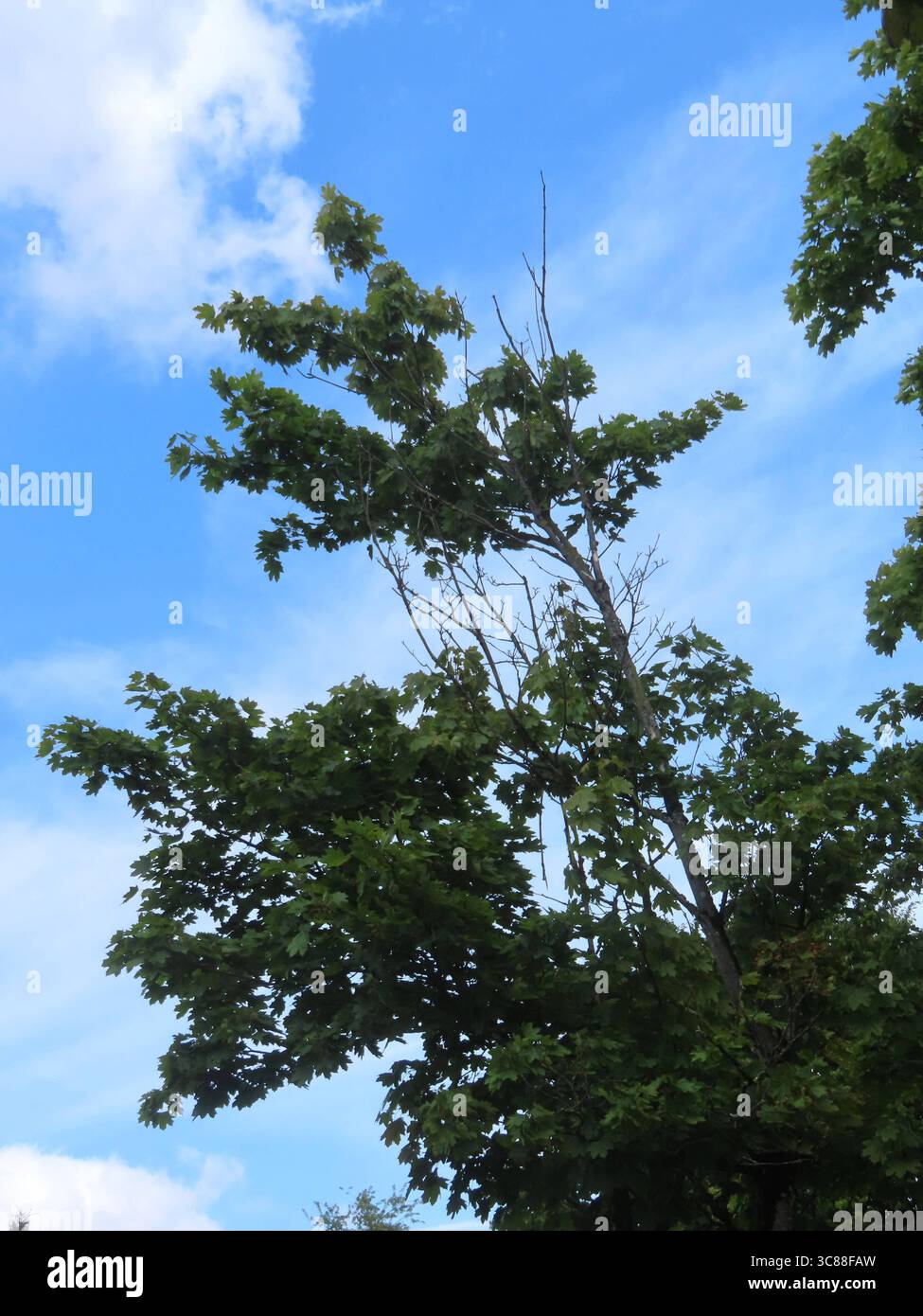 Wipfelduerre macht vor einem Baum nicht halt - Mangelerscheinung ...