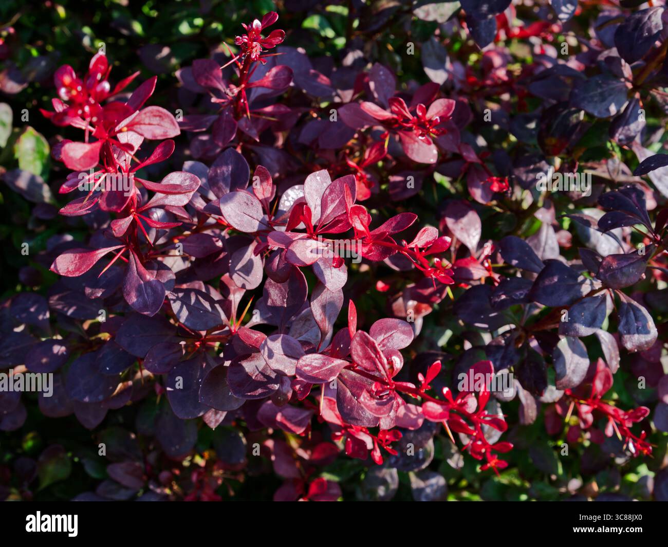 This close-up features a Sand Cherry shrub. It shows the purple-red ...