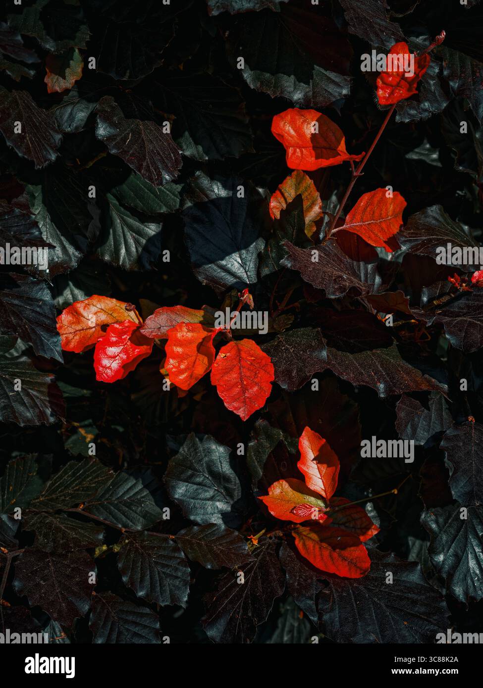 Autumn beech foliage in Sunlight shows leaves turning vivid red color ...