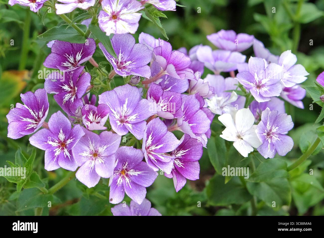Purple and white variegated Phlox drummondii grandiflora, annual phlox ...