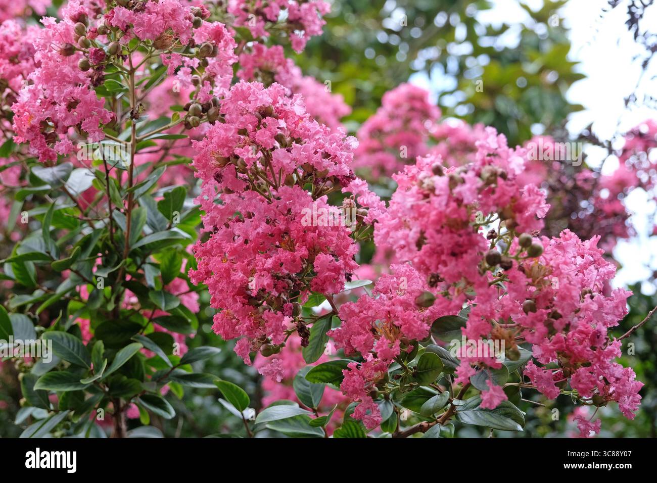 Soft pink Lagerstroemia indica, crepe myrtle, in flower Stock Photo - Alamy