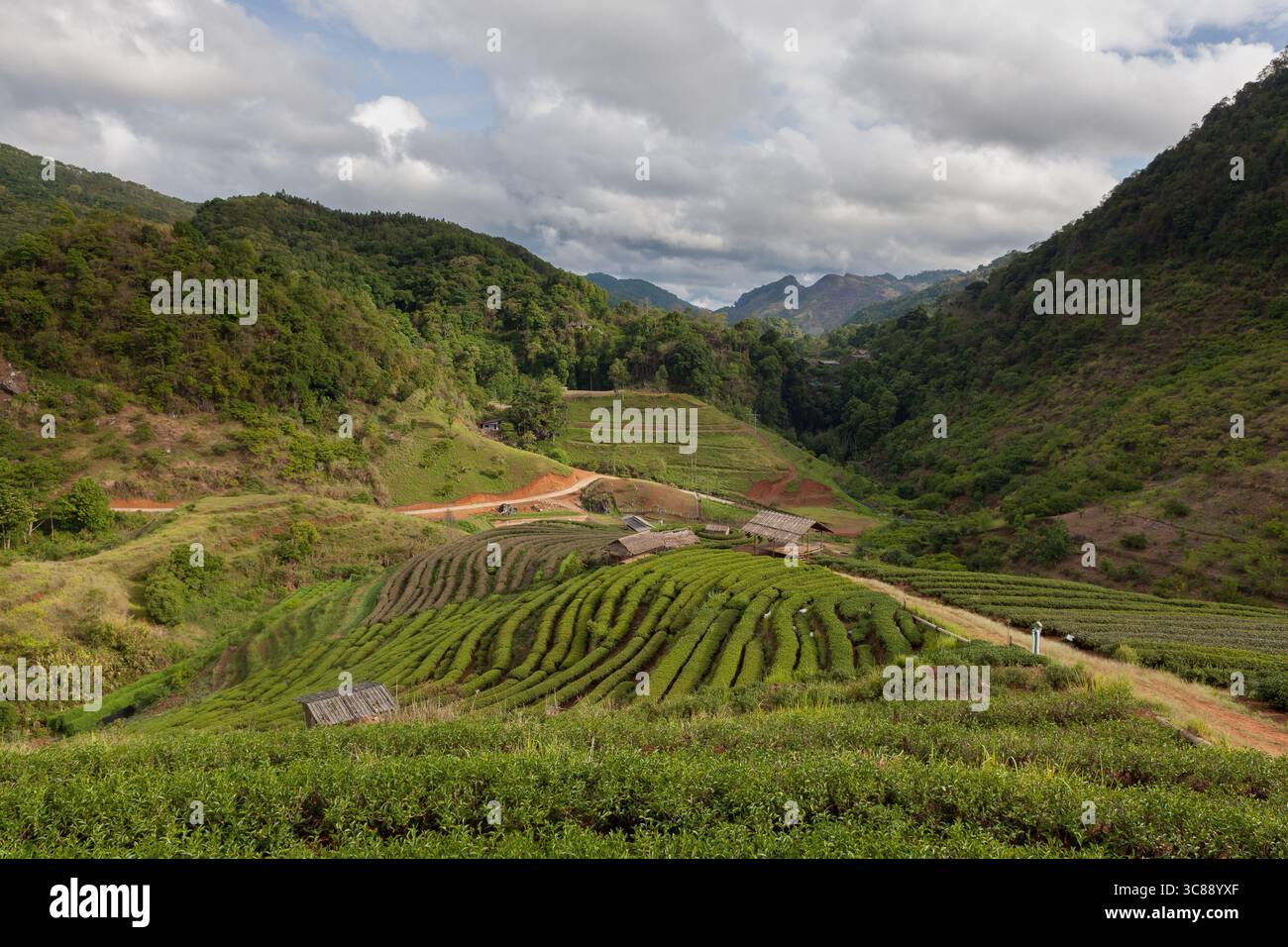 Rural landscape in Thailand. Tea plantation terraces. Beautiful North ...