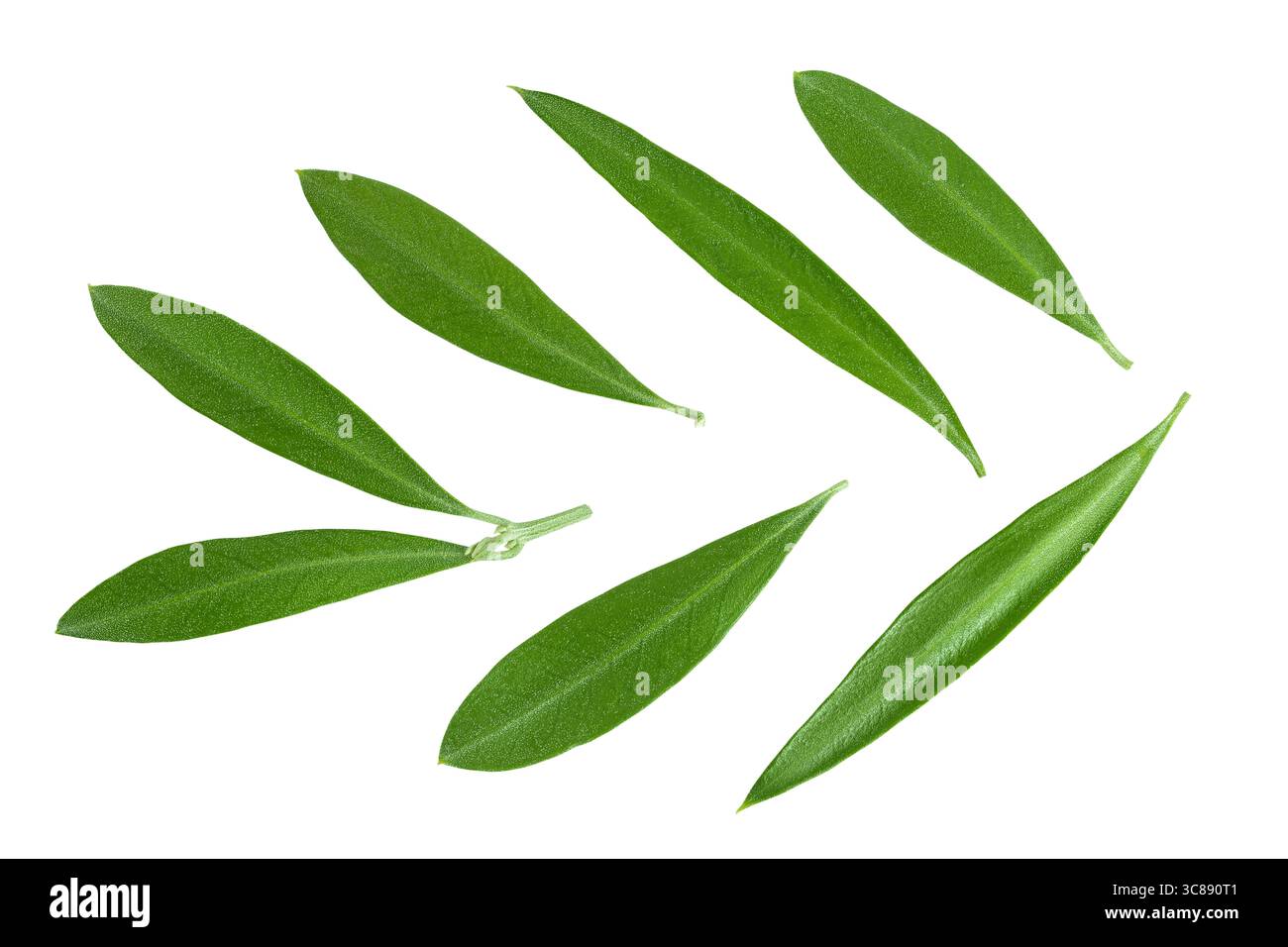 Natural view young olive Cut Out Stock Images & Pictures - Alamy