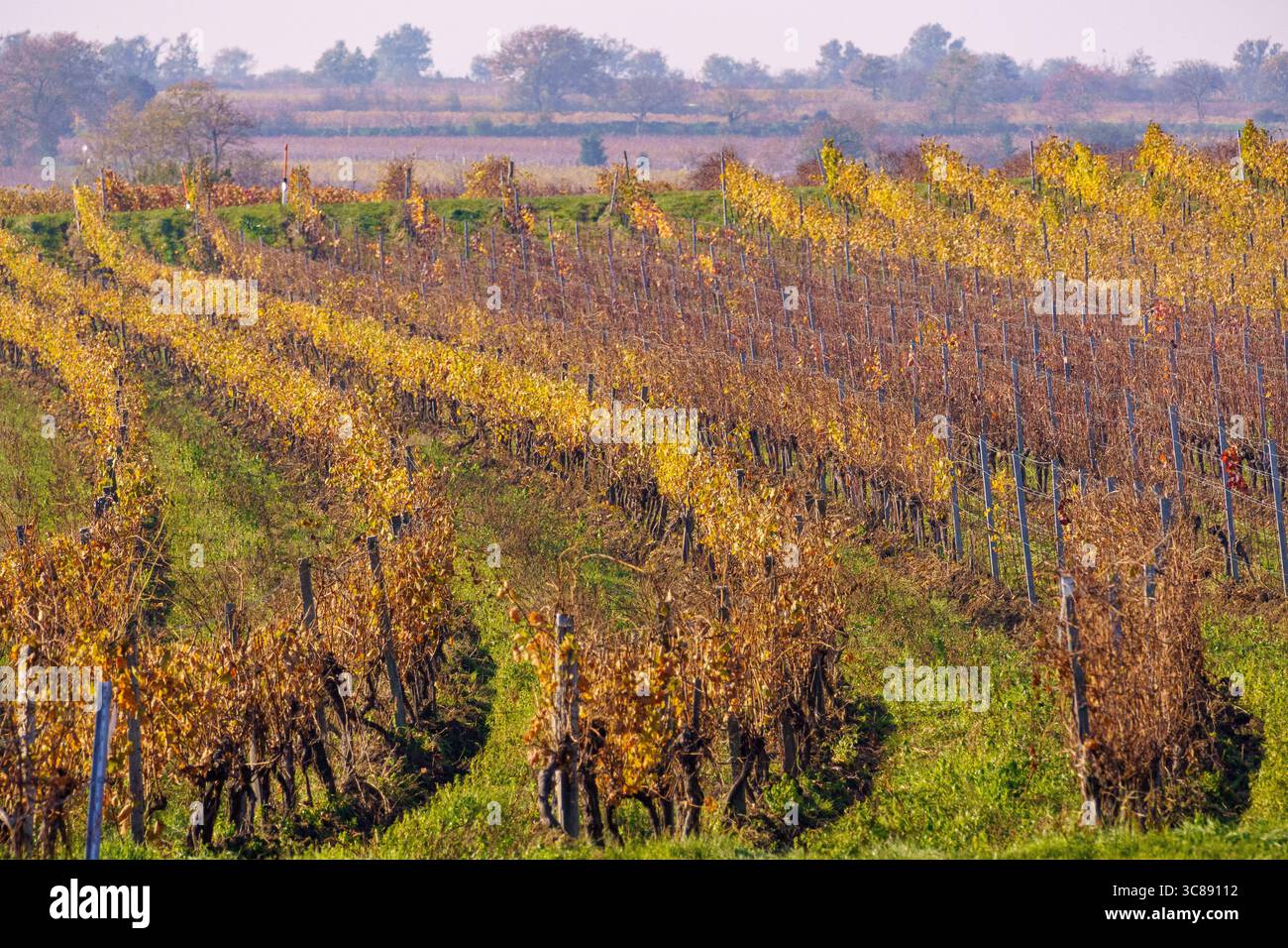 A scenic vineyard with curved rows of grapevines in vibrant autumn hues ...