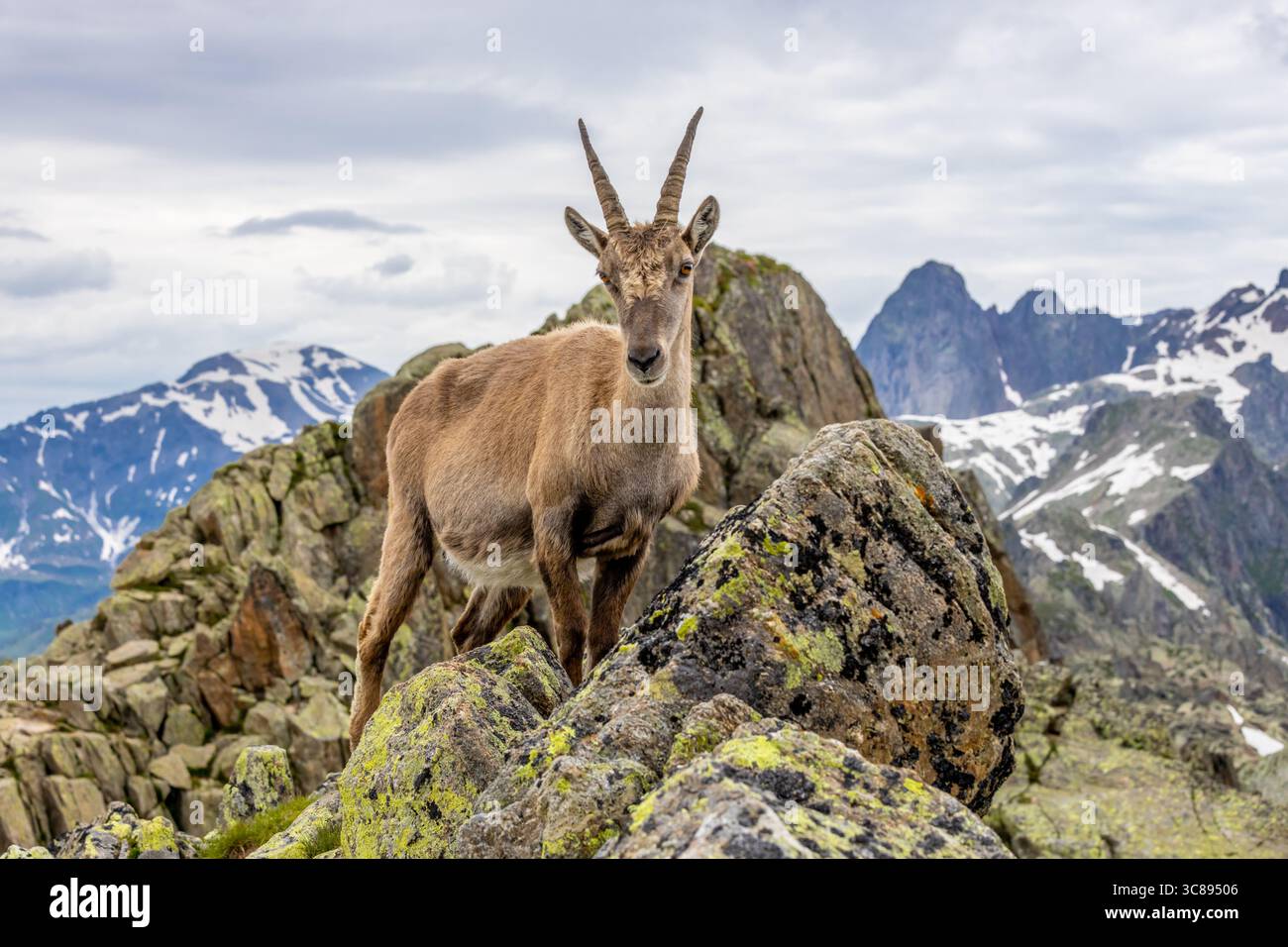 Alpine ibex, Capra ibex, steinbock European species of goat living in ...