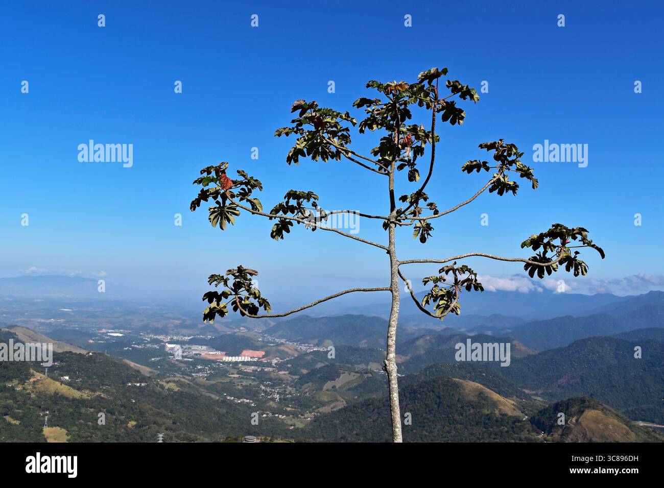 Snakewood tree (Cecropia peltata) in Petropolis, Rio de Janeiro, Brazil ...