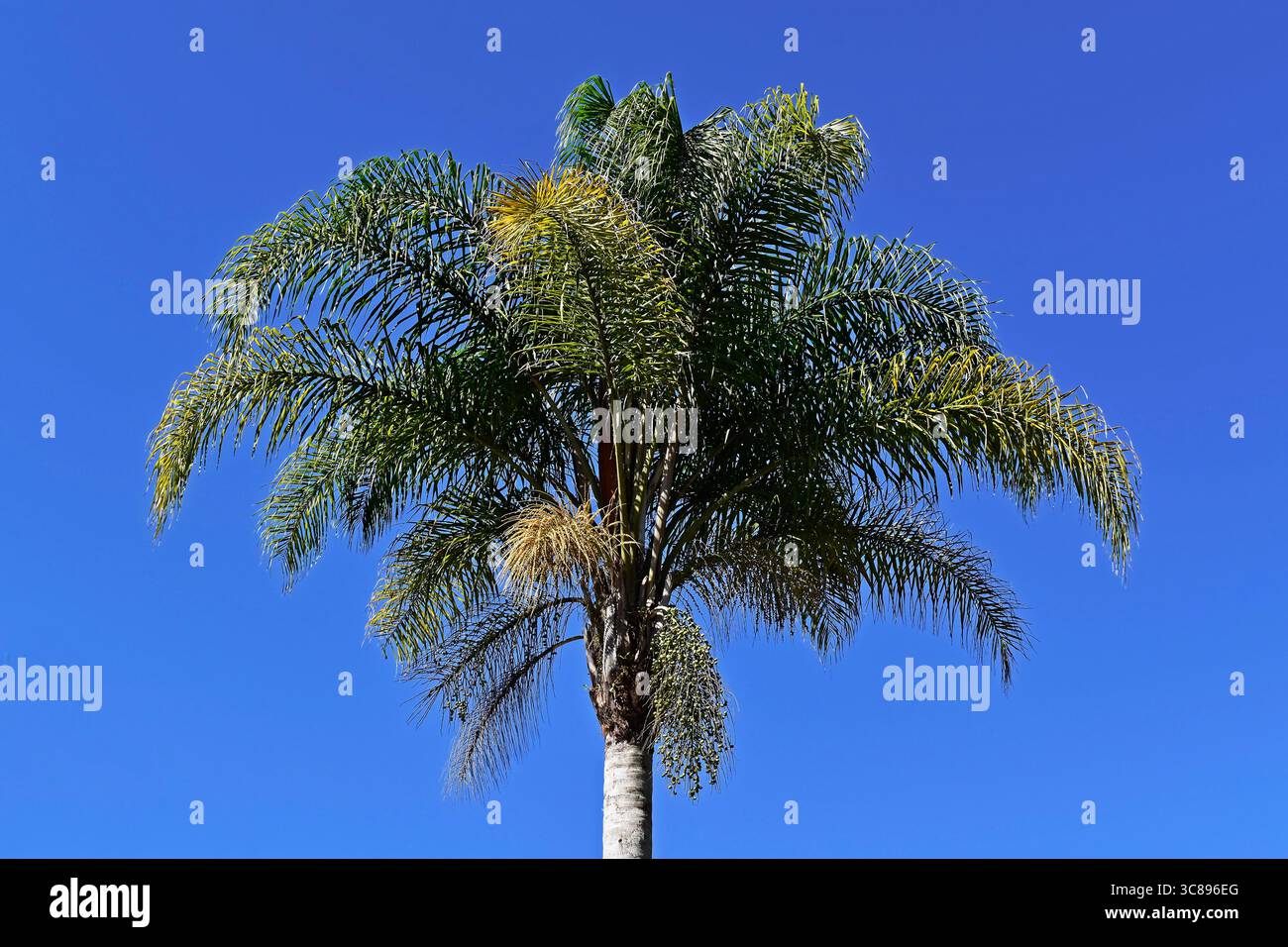 Queen palm tree flower buds (Syagrus romanzoffiana) in Petropolis, Rio ...