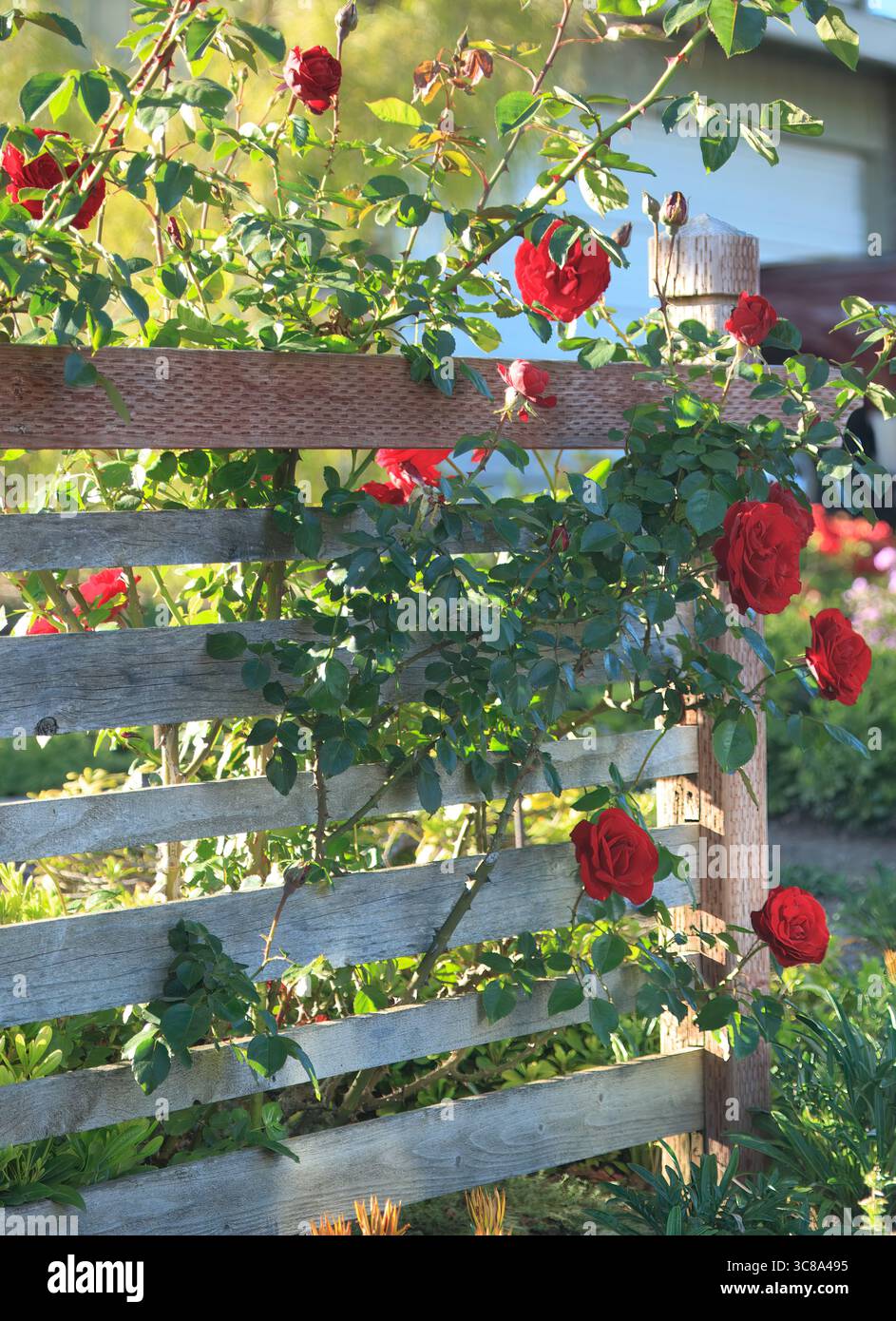 Climbing rose on fence hi-res stock photography and images - Alamy